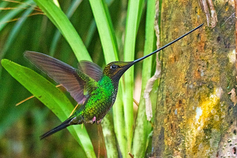 Aves: EL COLIBRÍ PICO DE ESPADA