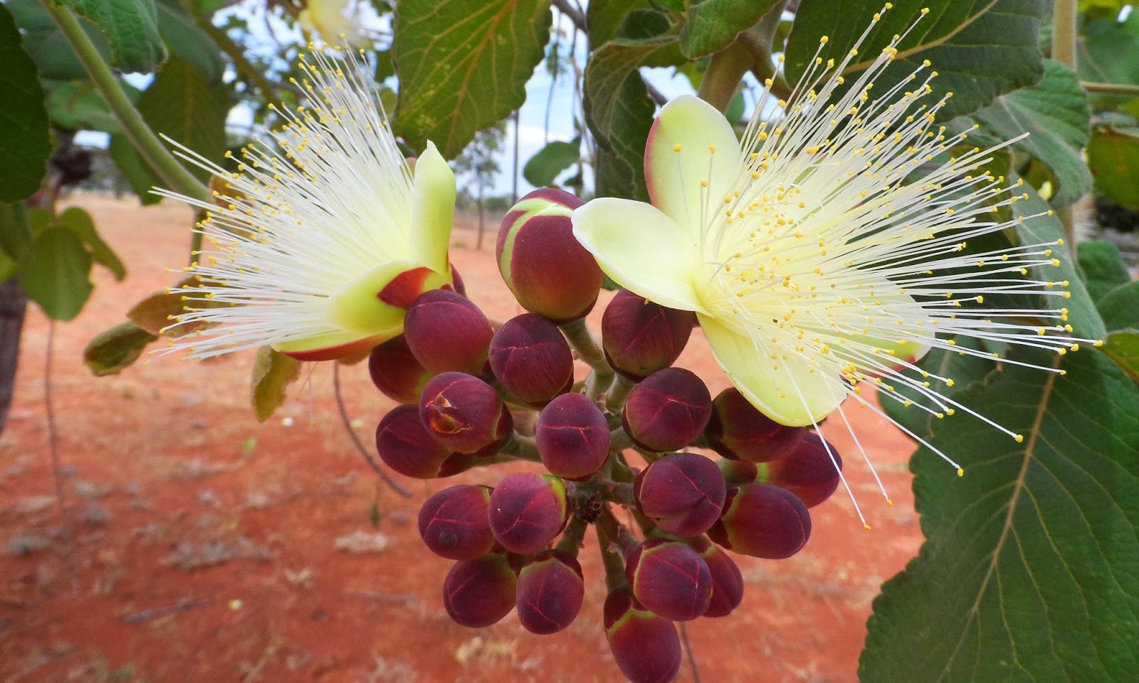 Pequi (Caryocar brasiliense Cambess) | A planta da vez