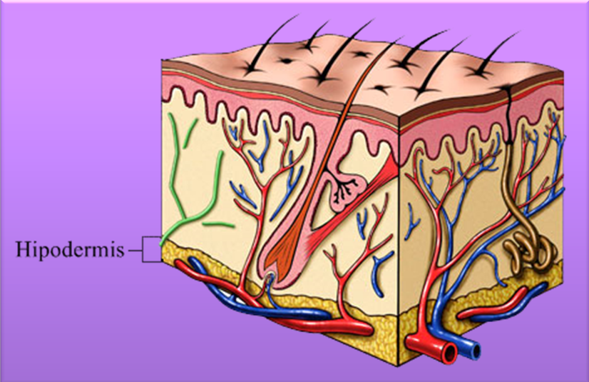 Capas de la Piel ~ Biopsicosalud