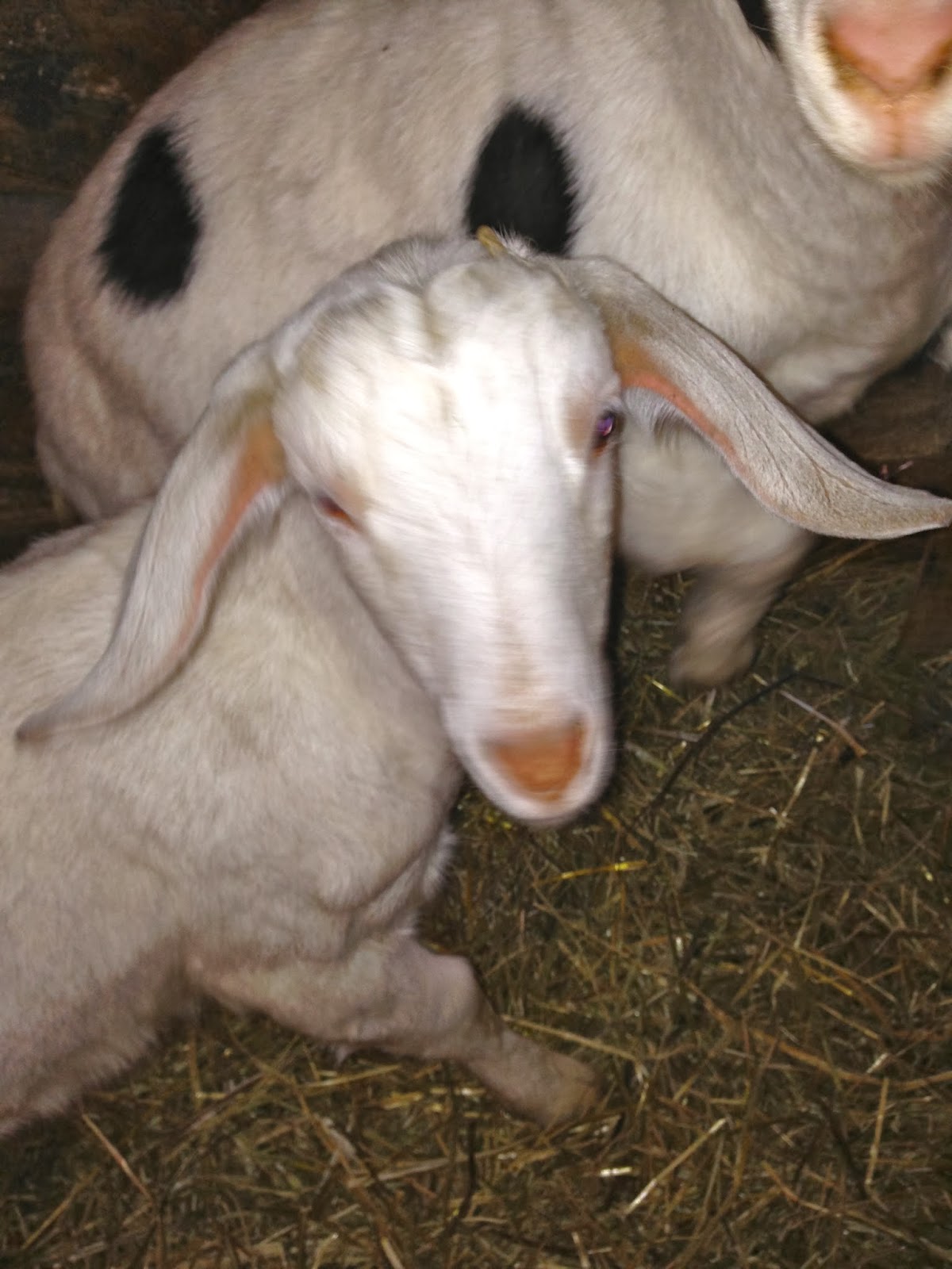 Life in the End of the Rainbow Valley: Goat Balls?