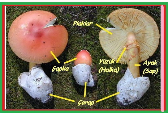 MANTARLAR: GÜVENLE TOPLANAN MANTARLAR