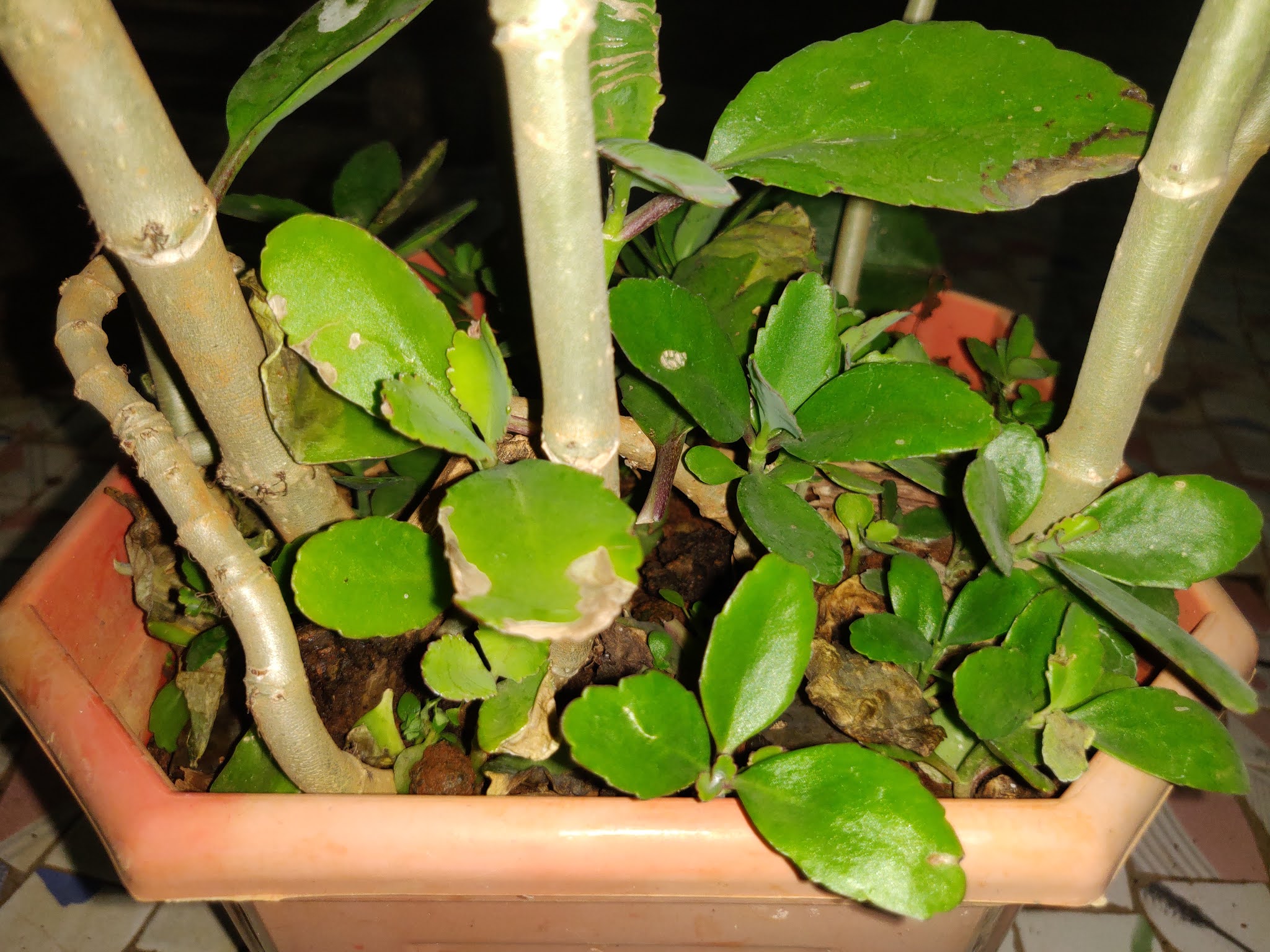 How to Care and Propagate: Panfuti Plant (Bryophyllum Pinnatum)