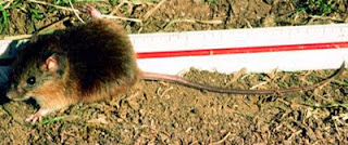 especies chilenas: El Raton de cola larga (Oligoryzomys longicaudatus)
