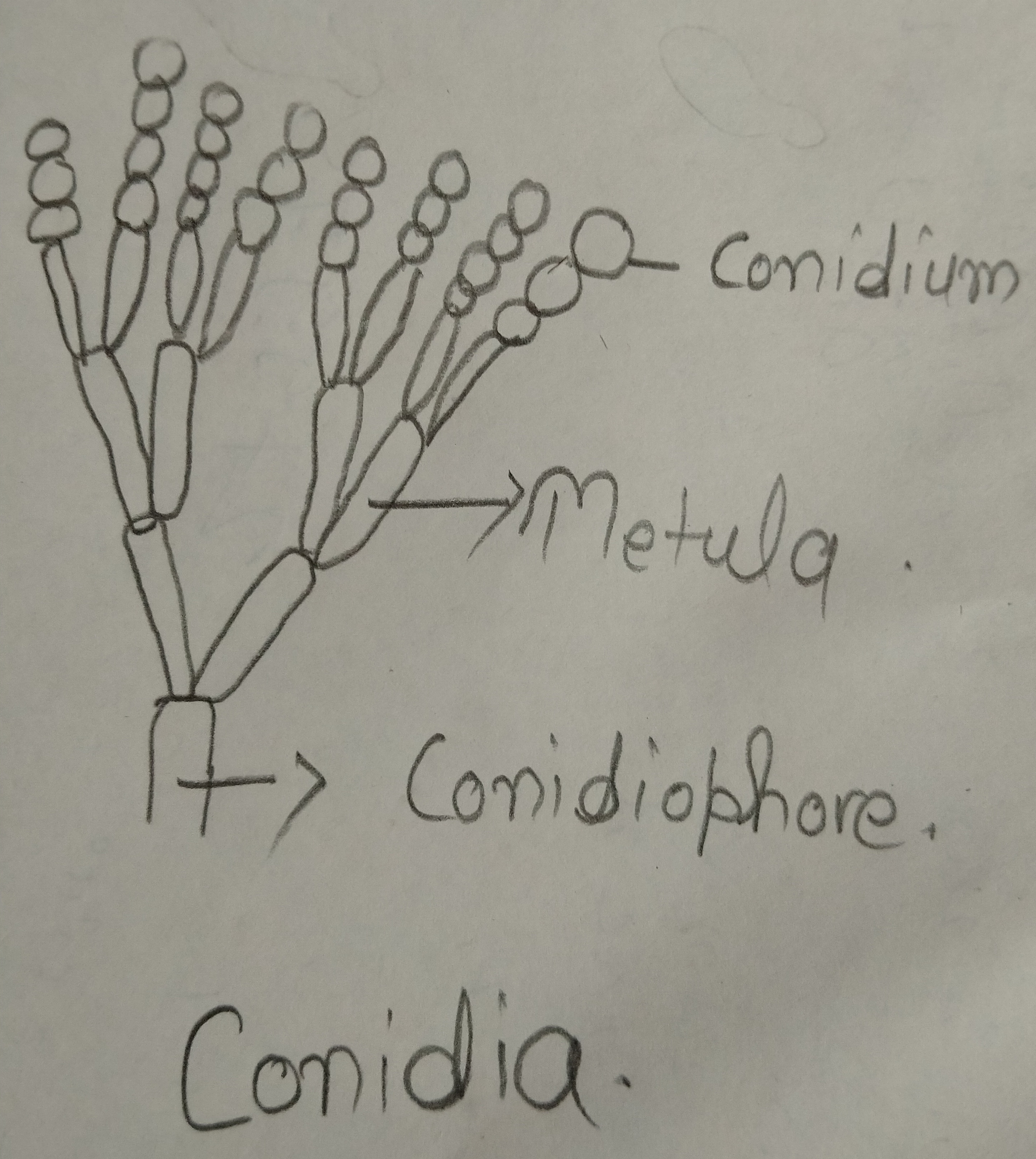 Fungi Reproduction (vegetative , asexual and sexual reproduction).