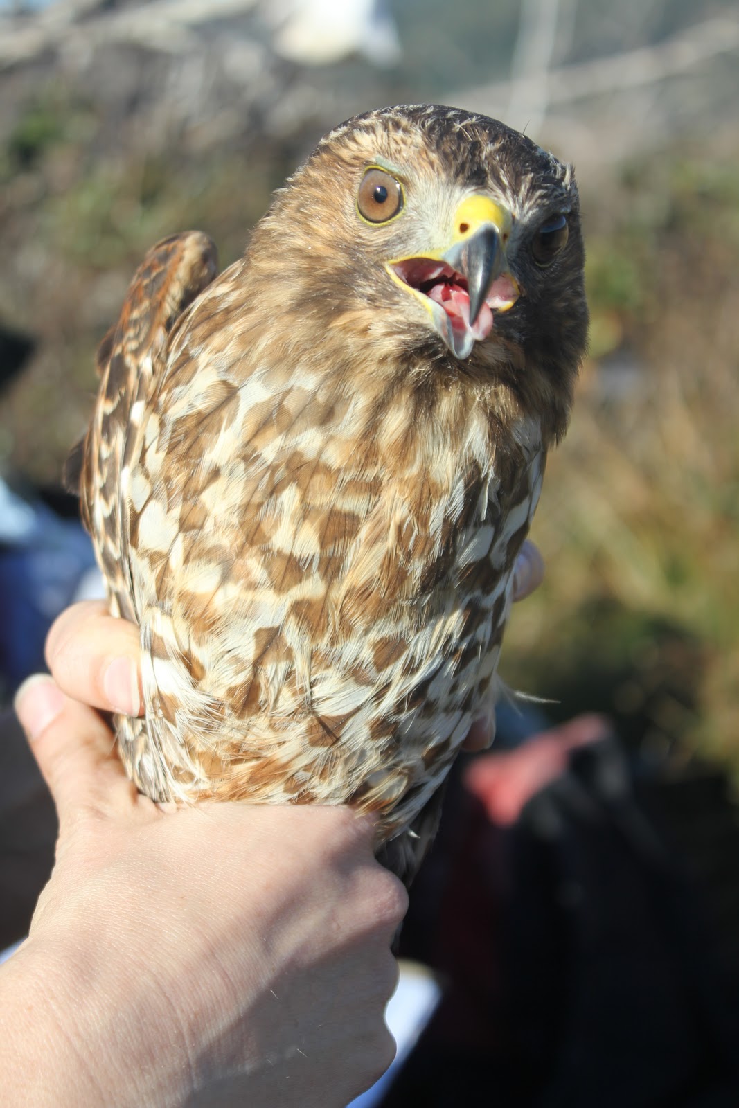 Boom Chachalaca: Red-shouldered Hawk Indeed: Gawk at this Hawk
