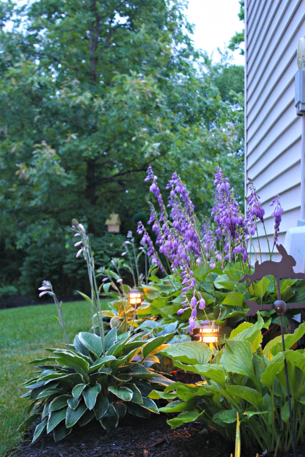 How to plant a free Hosta garden | Thrifty Decor Chick | Thrifty DIY ...