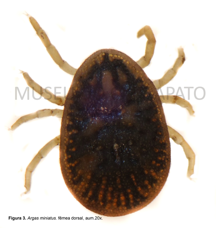 Familia Argasidae ~ Medicina Veterinária - UFMS