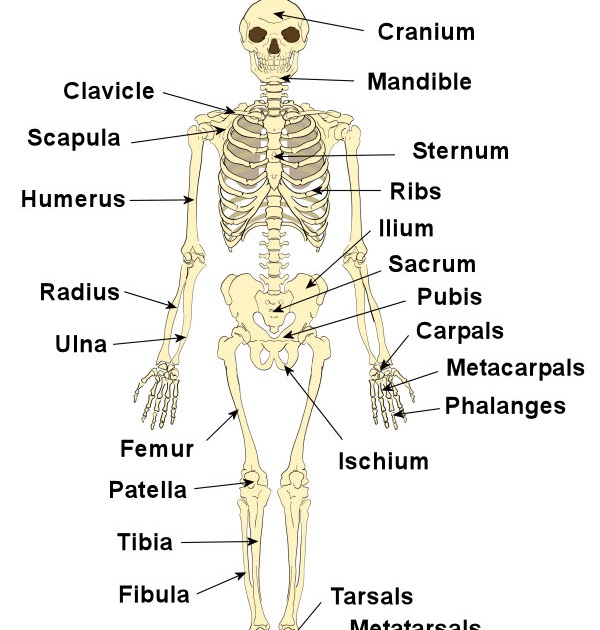 Yoga Therapy: SKELETAL SYSTEM