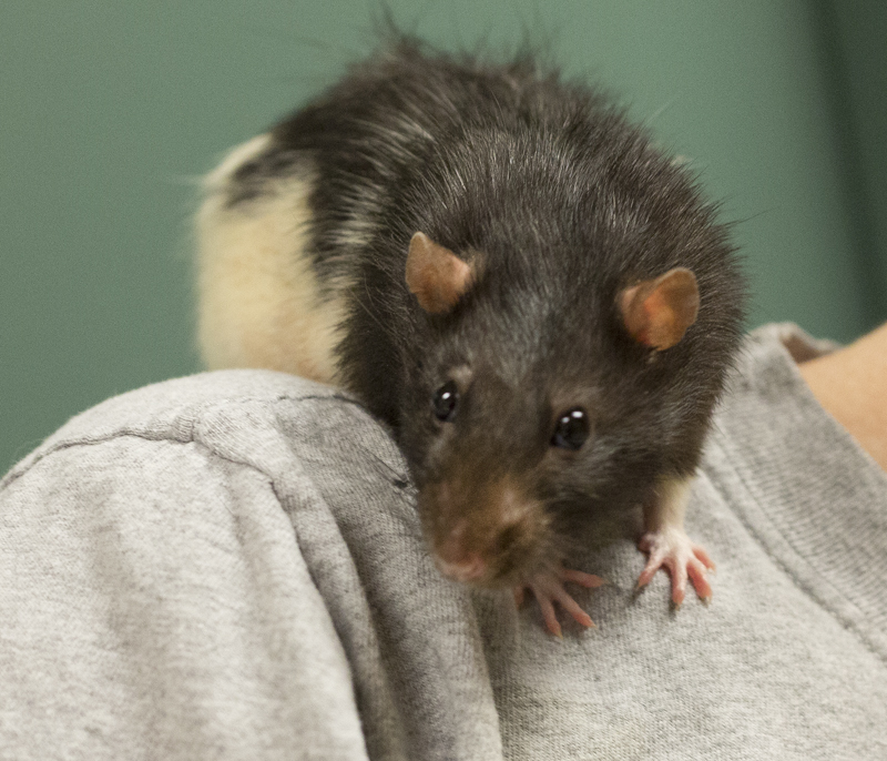 Shelter Dogs of Portland: "TEMPLETON " silly lovable Rat!