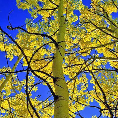 TheNewVerse.News : June 2020