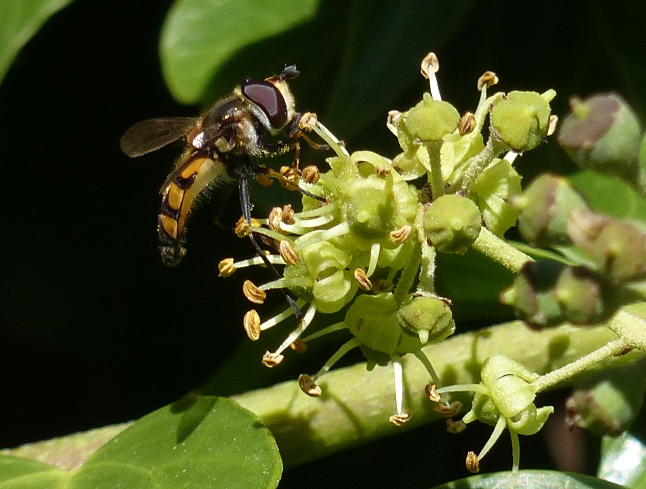 A Field Notebook: Didea fasciata at Newton-le-Willows station