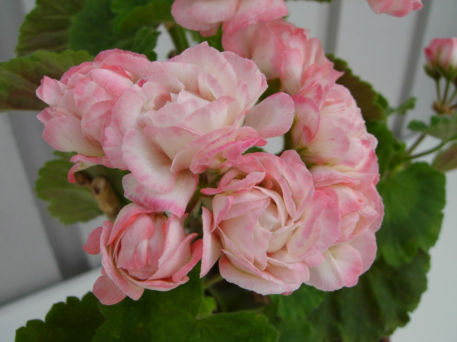 Pelargonernas Rike: Denise, en underbar pelargon