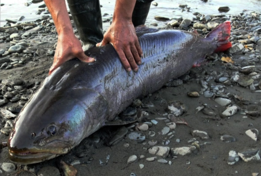 Chavanga Fish Blog: Hucho taimen fishing. Giant fish. Part 4.