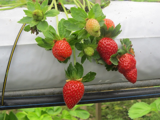 Jom Petik Strawberi @Taman Santai Strawberi Genting