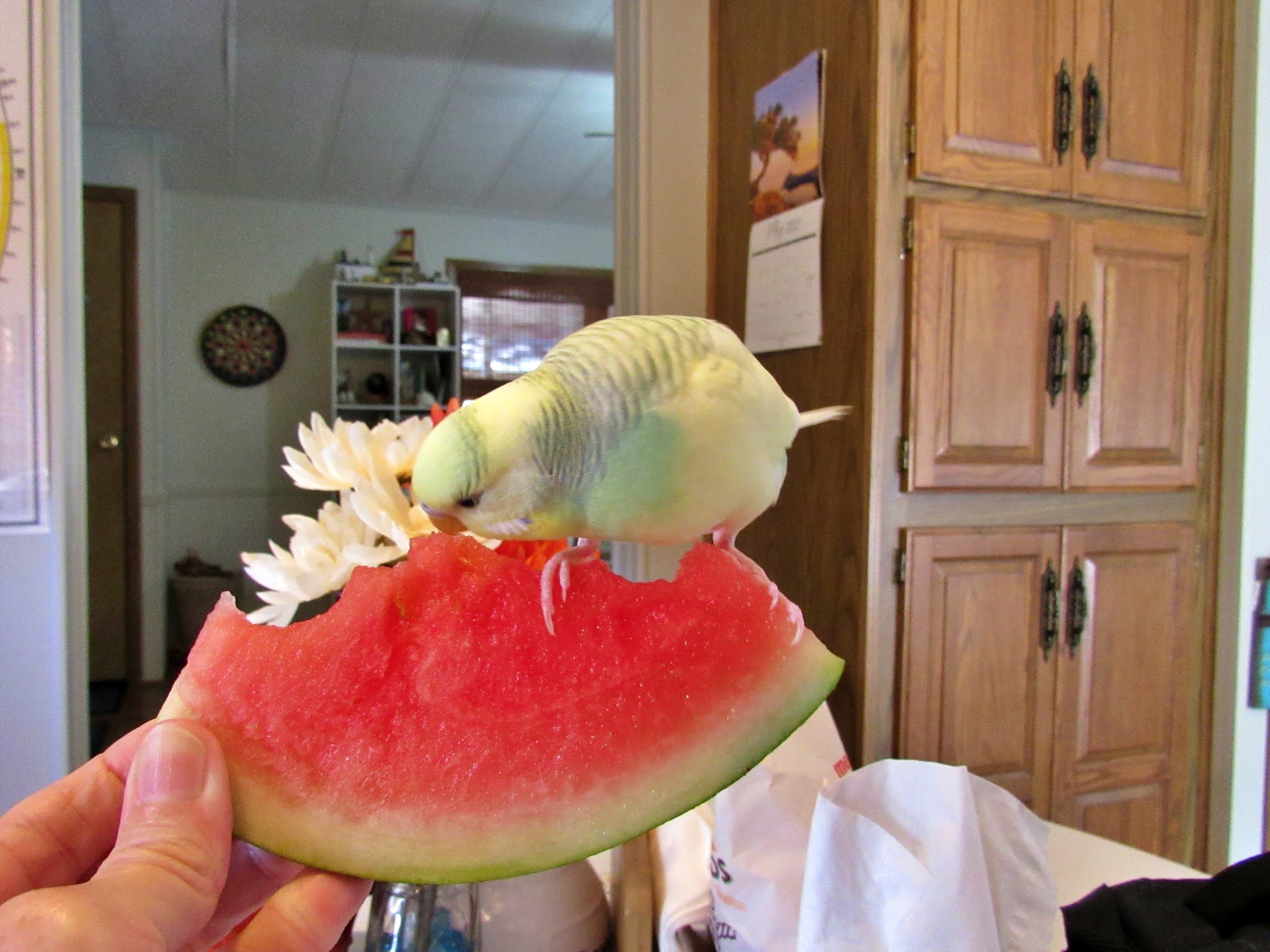 The Jones Family Junction: May 29 Kaity, Matey, Charlie & Sweetie