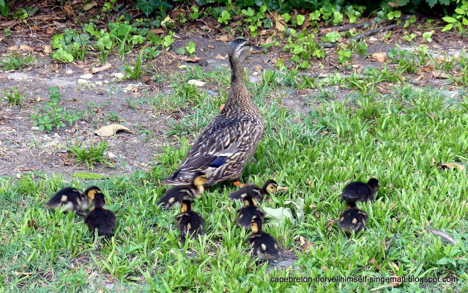 CapeBreton-NorvellHimself-SingleMalt: Nine New Ducklings