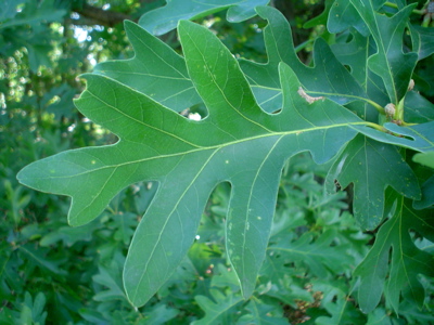 Small Place Big Brews: Working With Oak