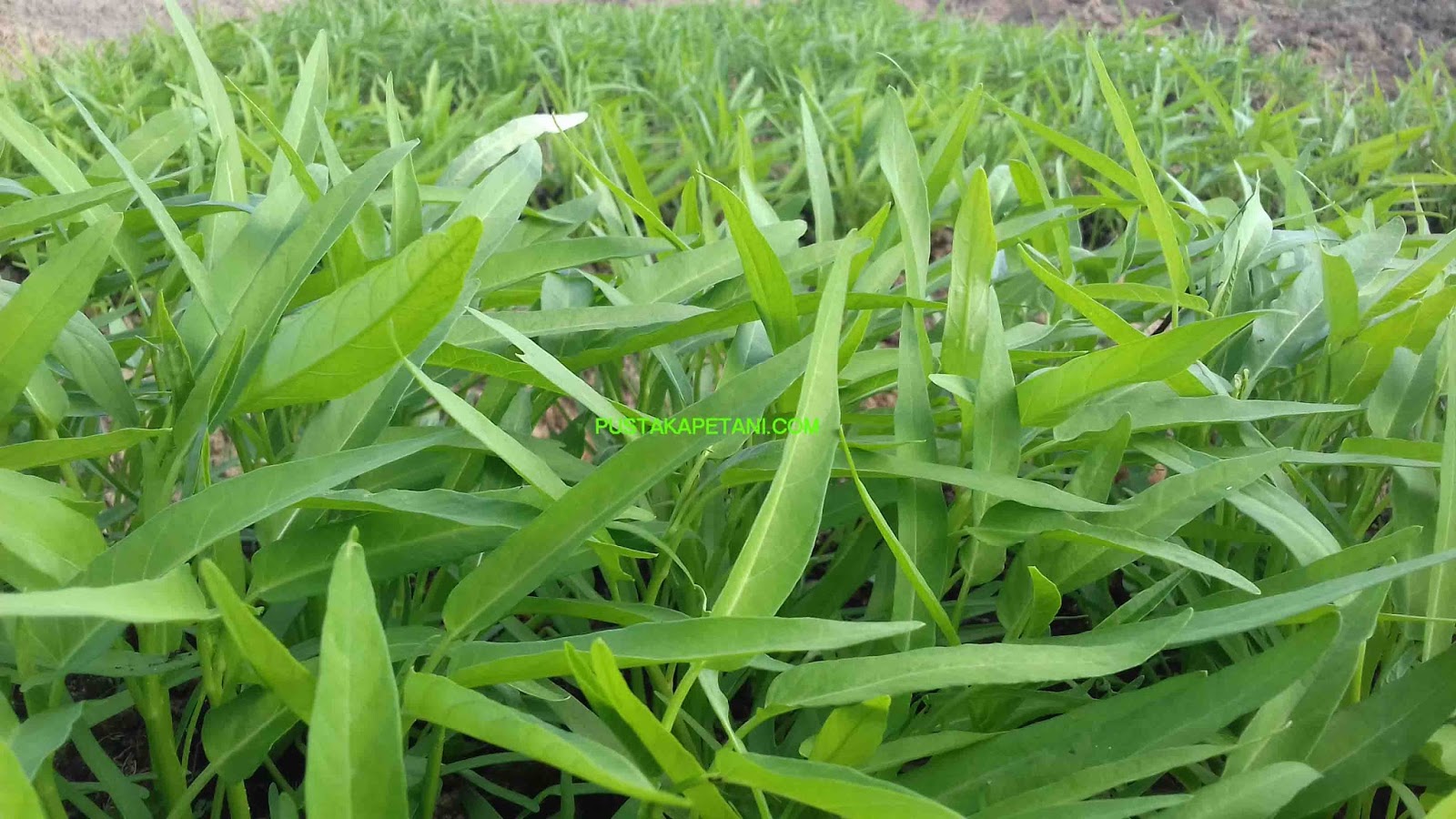 PERSYARATAN TUMBUH TANAMAN KANGKUNG DARAT DAN KANGKUNG AIR - PUSTAKA PETANI