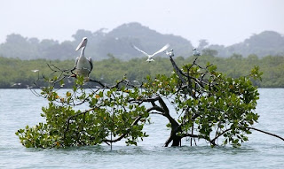 ePORTUGUÊSe: Guiné-Bissau: uma viagem ao encontro da natureza