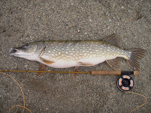 ONLY FLY FISH: LUCIO/PIKE/ESOX LUCIUS