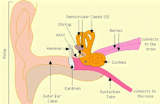 Ear Anatomy Diagram With Definition and Function | Safe Health Tips