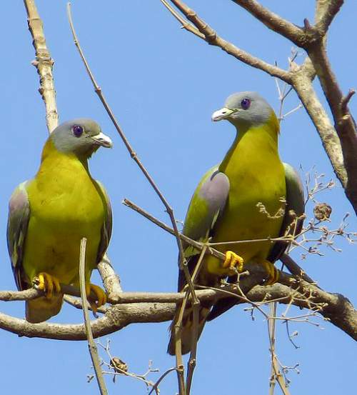 Yellow-footed green pigeon images | Birds of India | Bird World