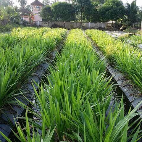 Suresh Devaraj Goat Farm: Small Napier or Dwarf Napier