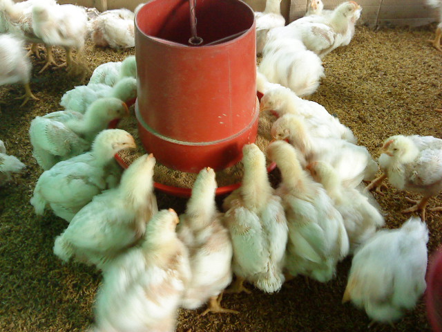 EL MEJOR POLLO: fotos de pollos de engorde