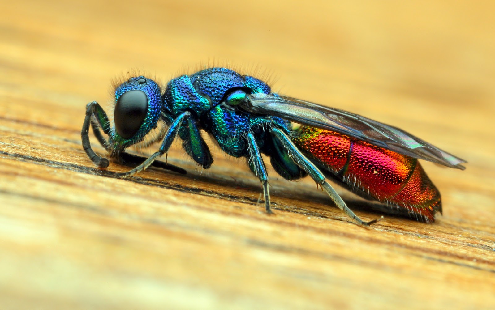 JJ's Photographic nature blog: A jewel of a cuckoo wasp...
