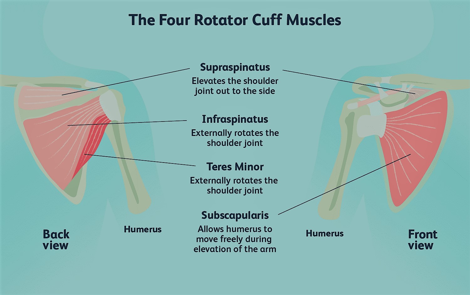 Rotator Cuff Muscles Musculotendinous Cuff Of The Shoulder