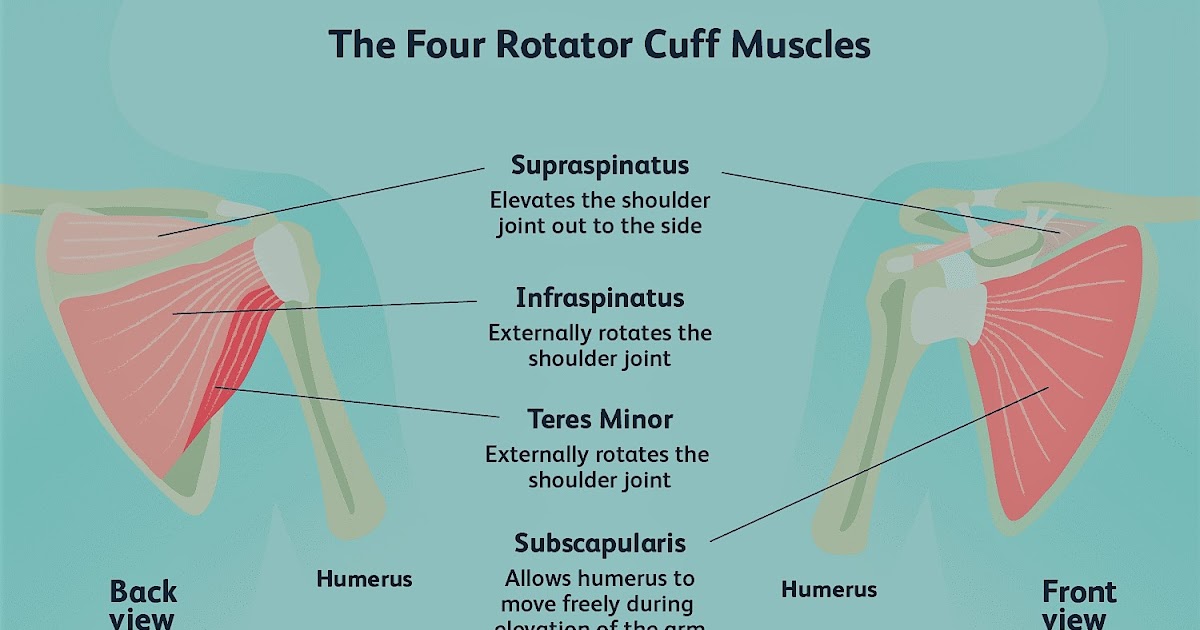 ROTATOR CUFF MUSCLES - Musculotendinous cuff of the shoulder