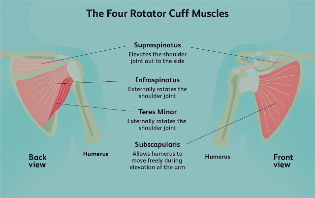 ROTATOR CUFF MUSCLES - Musculotendinous cuff of the shoulder