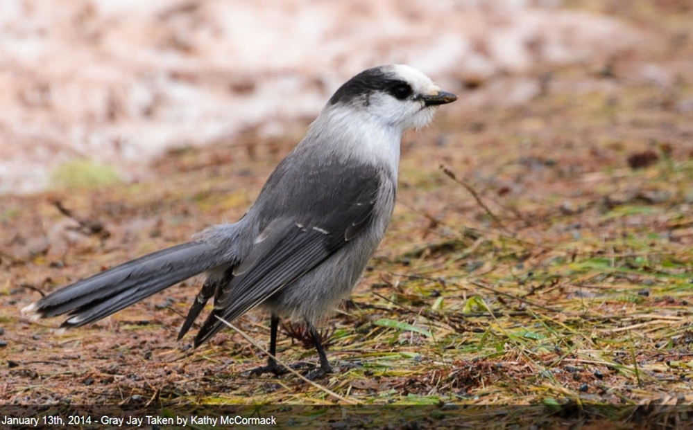 Grey Jay