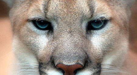 The Presurfer: Eye Shape Reveals Whether An Animal Is Predator Or Prey