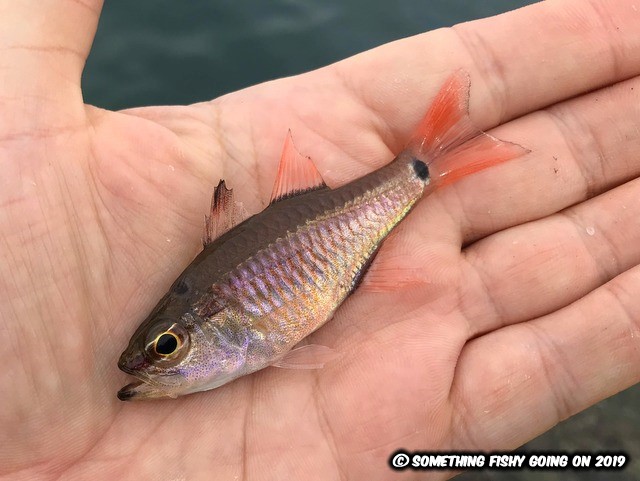 Something Fishy Going On: More species hunting fun in Japan : Karatsu ...