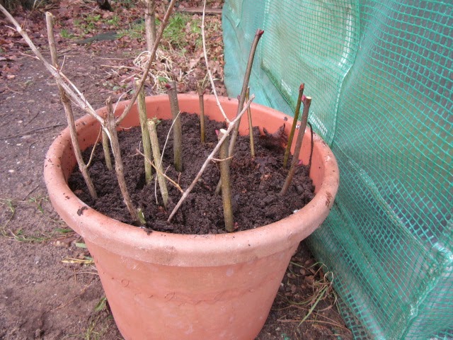 Moesker's Moestuin: Lei-Linde stekken