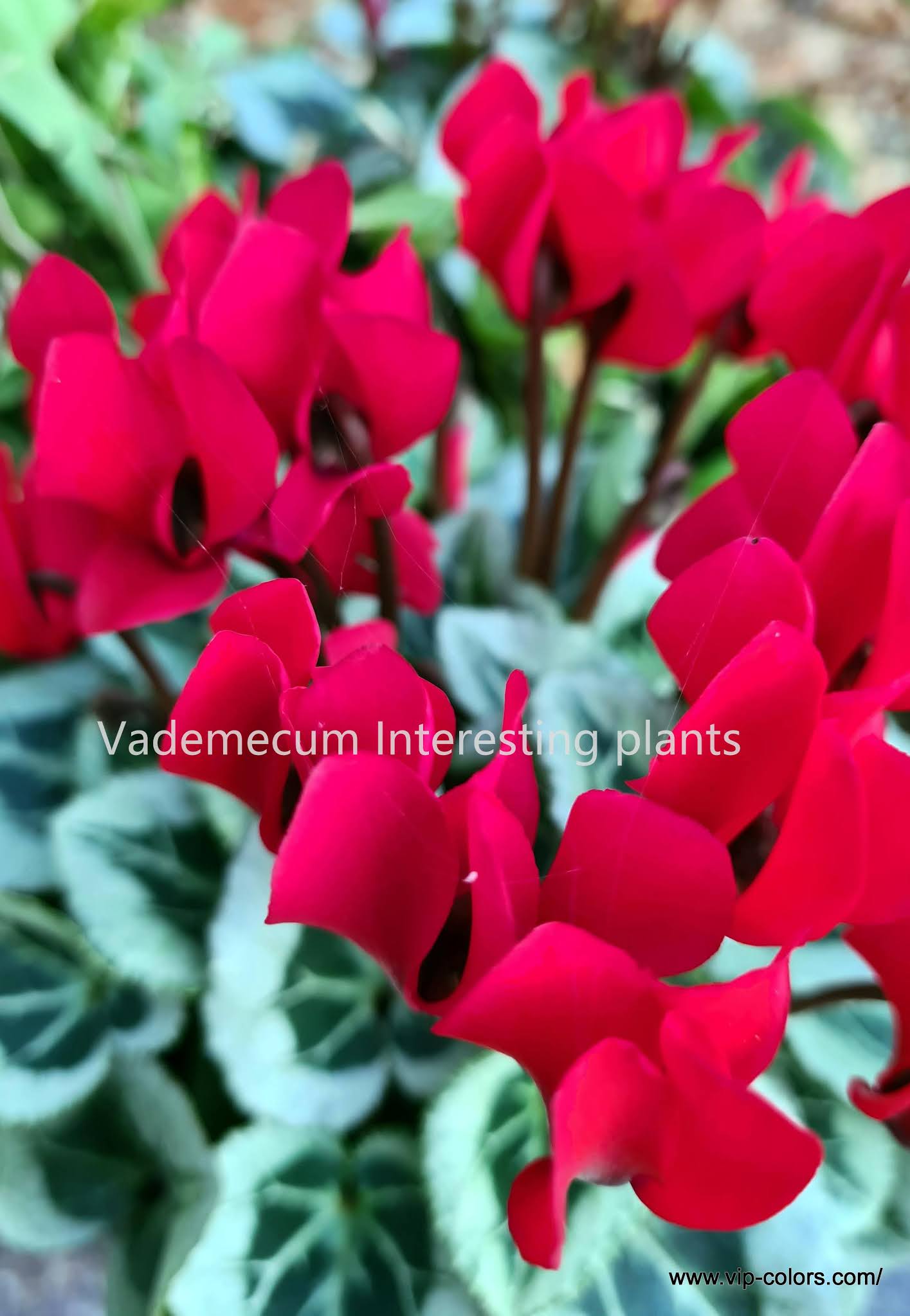 Vademecum Interesting Plants: Cyclamen persicum - Cyklamen perski - Cyclaam