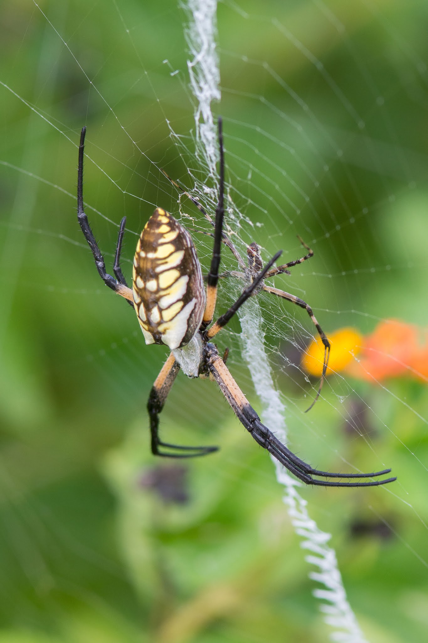 Window on a Texas Wildscape: Argiopes in love
