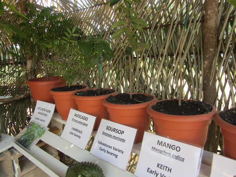 The Animals, The Rodeo, Plants and San Pedrano Sightings at the 2012 ...