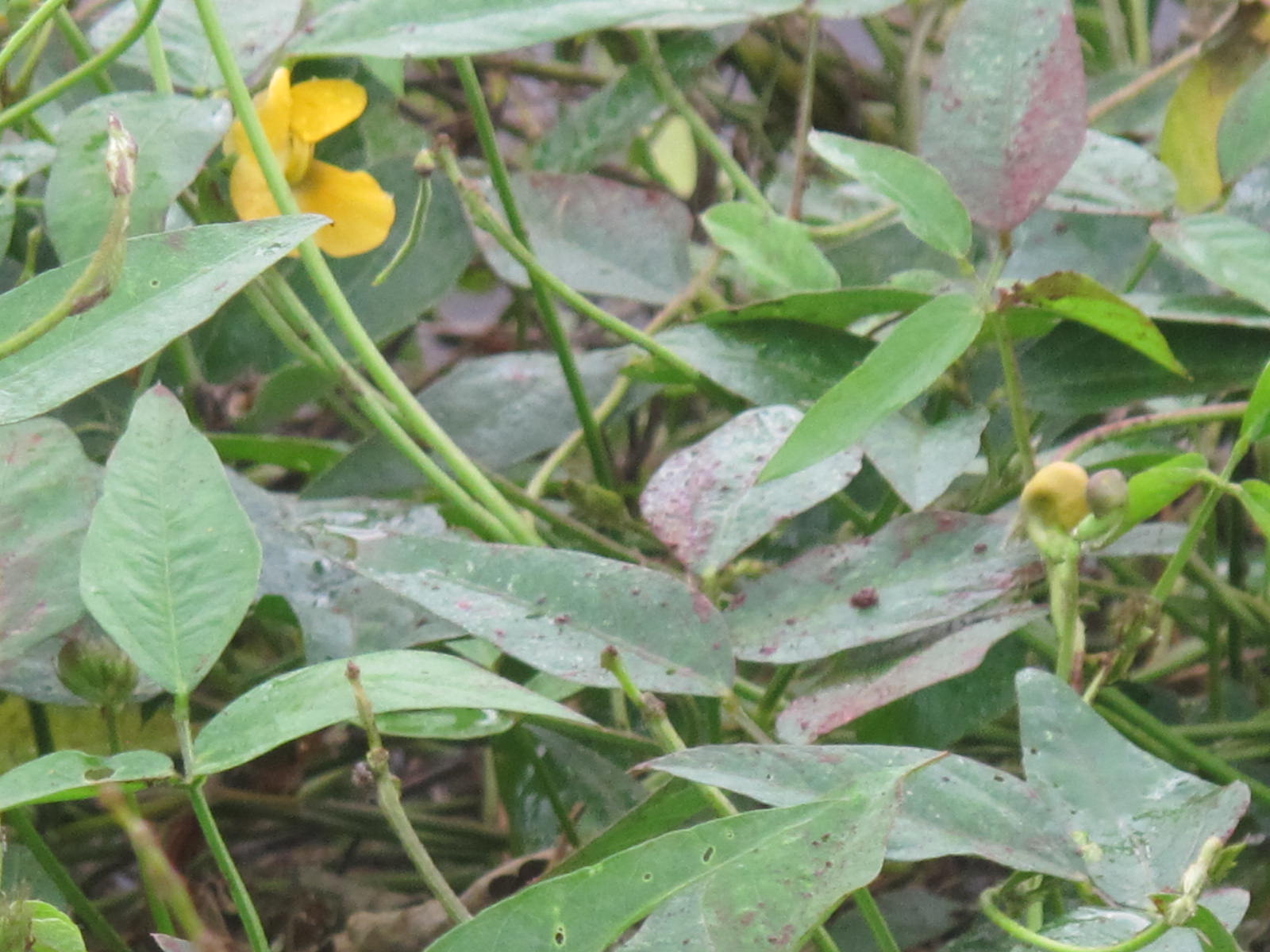 Fabaceae - Leguminosae no Brasil: Fabaceae - Vigna luteola (Jacq.) Benth.