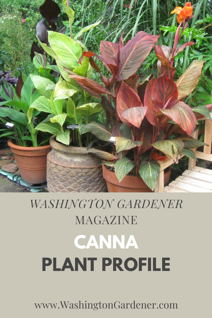 WashingtonGardener: Plant Profile: Canna