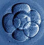 Embryo For Life: Aprendendo a Classificação dos Embriões