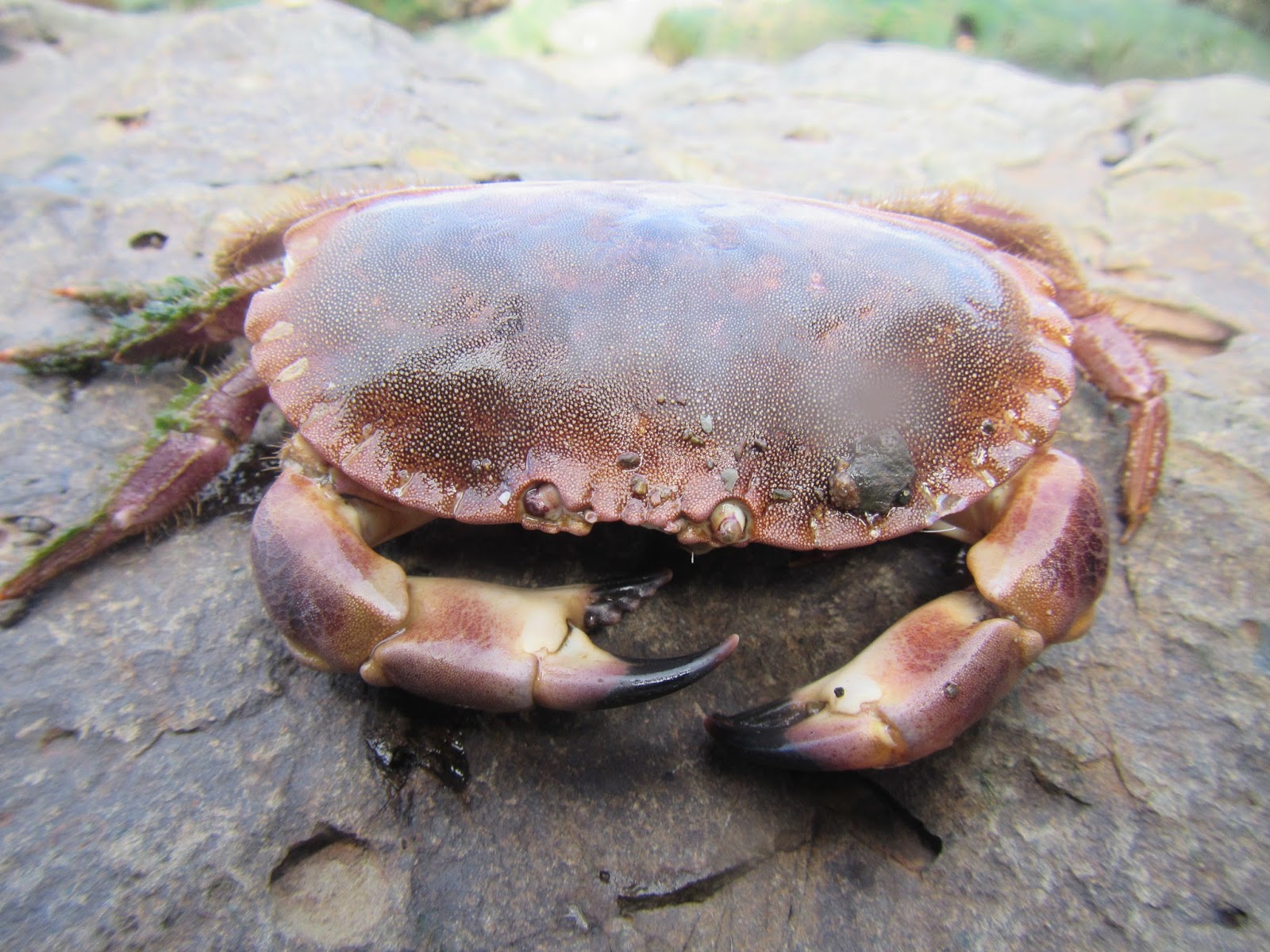 The Skomer Island Blog: Crabs, Anemones and Cornish Suckers (Shore ...
