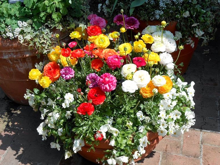 My Virtual Garden: Chicago Botanic Gardens Sp 2014