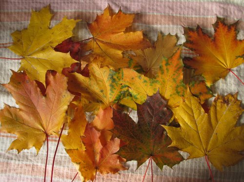 Nadezda's Garden and Home : Maple-Leaf Roses