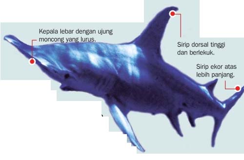 Kliping Pengetahuan: Hiu Martil