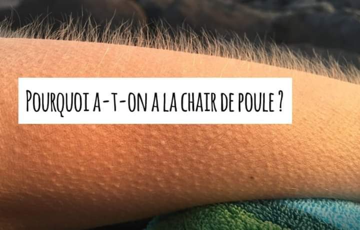 La chair de poule ( piloérection, réflexe pilo-moteur ou encore ...