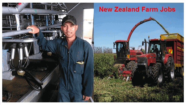 Work Opportunities Farmhand and Dairy Farm To New Zealand