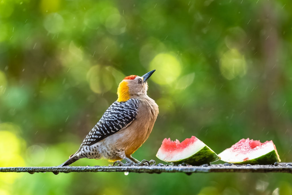 Can Birds Eat Watermelon? Is It a Safe Food for Them?