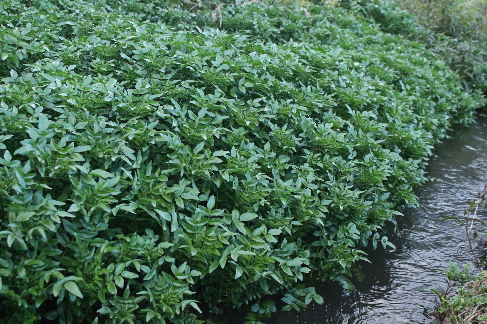 PROYECTO ESCA 099: Plantas Nativas